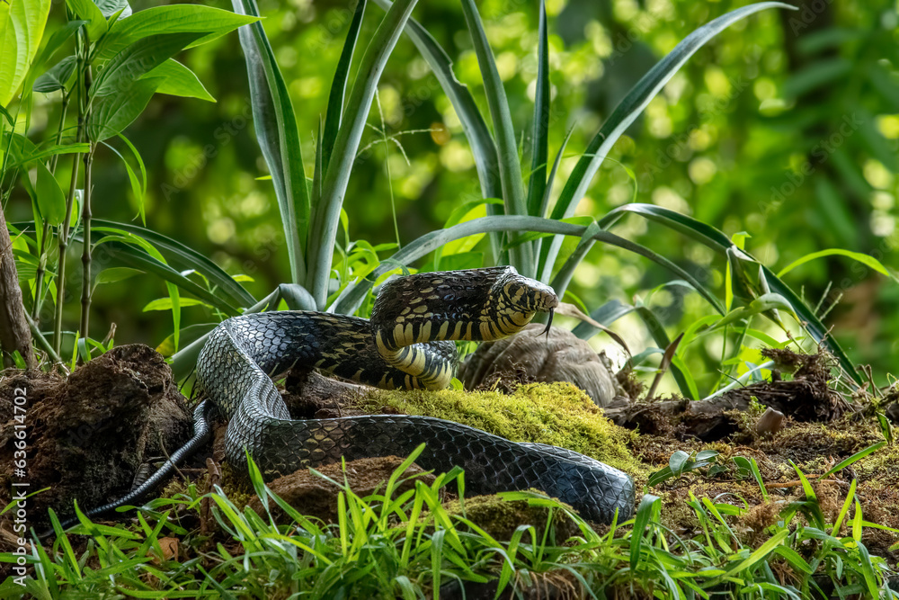 Spilotes pullatus, commonly known as the chicken snake, tropical ...