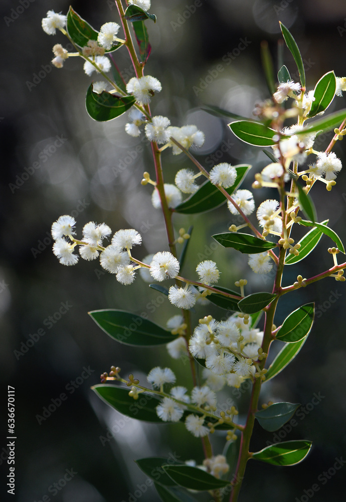 Backlit flowers and distinctive leaves or phyllodes of the Australian ...
