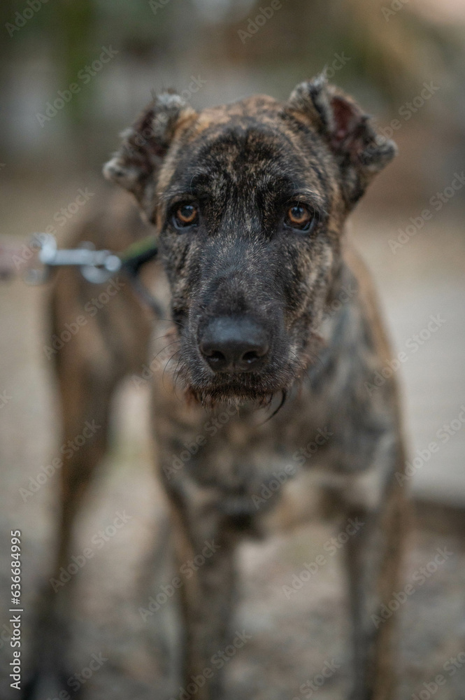 Cane di razza Dogo Sardo di Gavoi con manto tigrato - cane storico ...