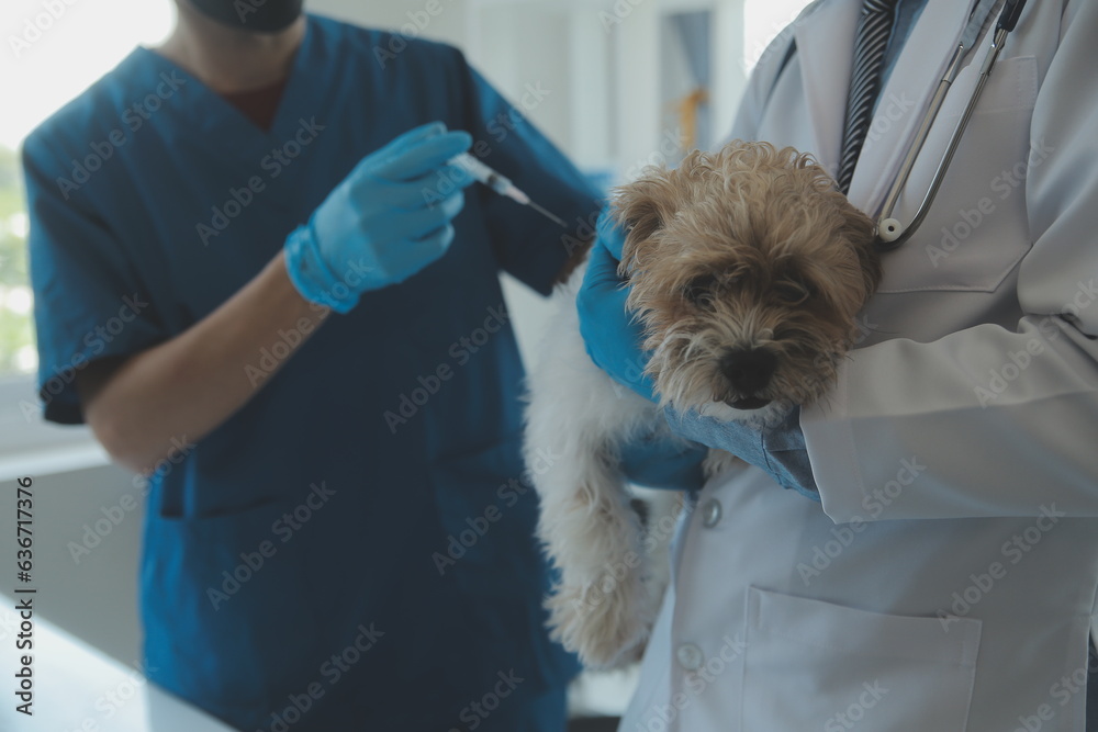 Vet examining dog and cat. Puppy and kitten at veterinarian doctor ...