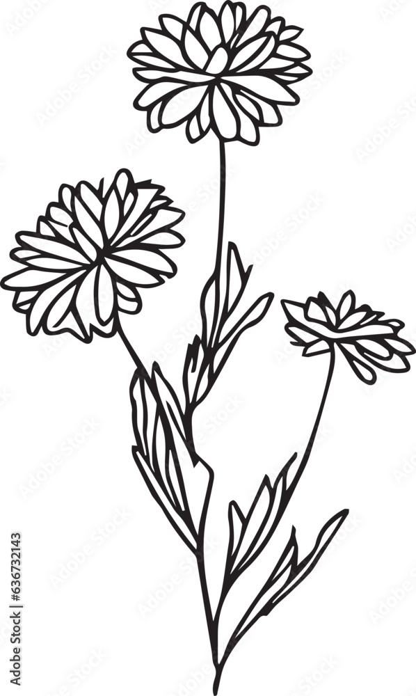 Botanical aster flower wall painted, aster birth flower, September ...