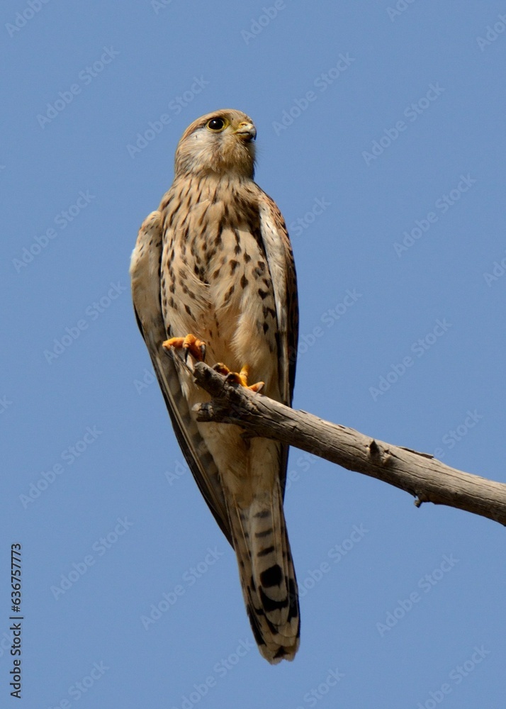 Common Kestrel or Eurasian Kestrel (Falco tinnunculus) A common raptor ...