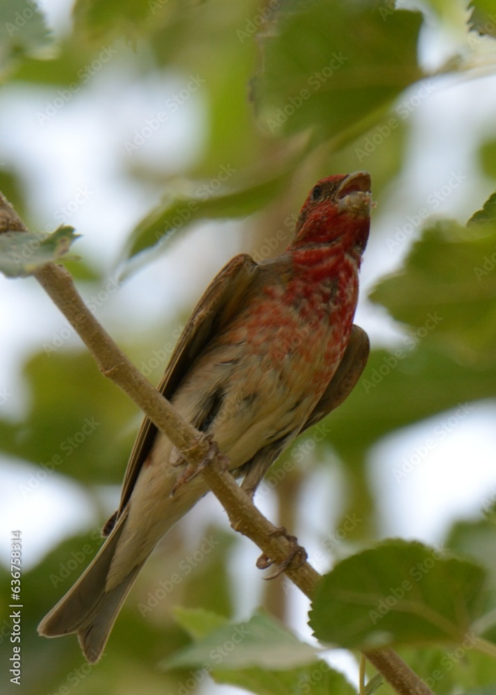 Common Rosefinch (Carpodacus erythrinus) Common Rosefinch (Carpodacus ...
