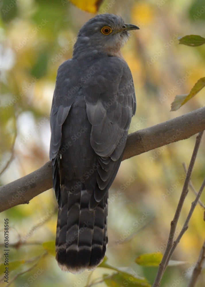 Common Hawk Cuckoo (Hierococcyx varius) A brood parasite. Laying its ...