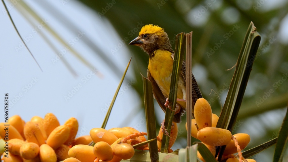 Baya Weaver (Ploceus philippinus) on a Date Tree. They love building ...