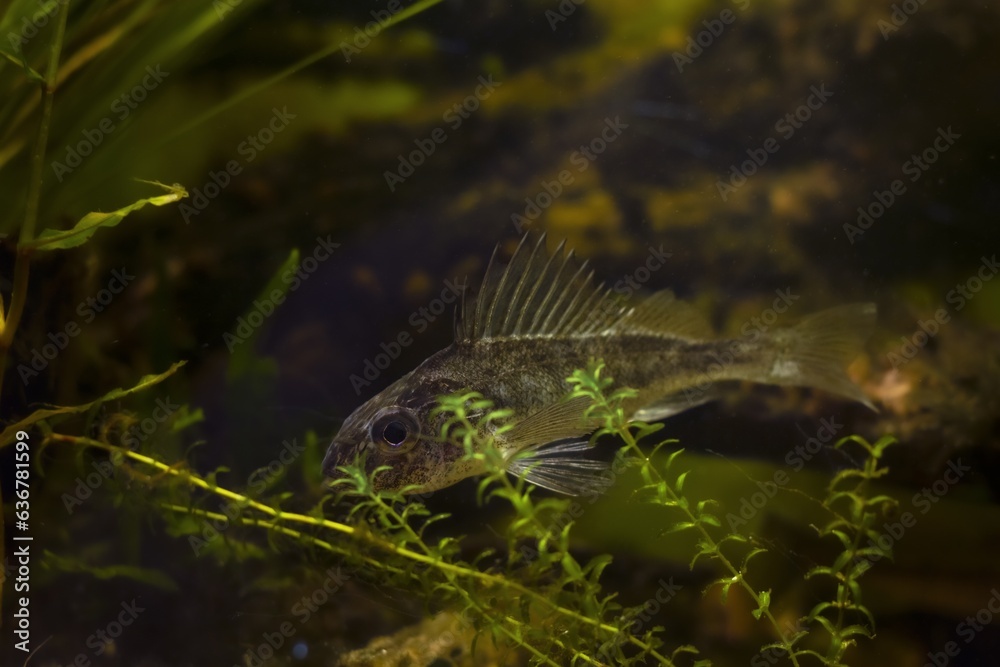 young Eurasian ruffe hide in elodea vegetation, captive domesticated ...