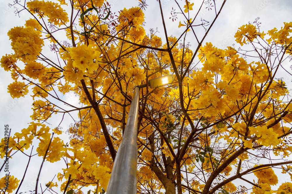 Golden trumpet tree, aka Yellow Ipe. Tabebuia Alba tree, Handroanthus ...