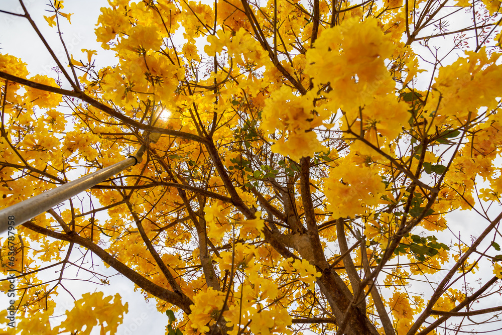 Golden trumpet tree, aka Yellow Ipe. Tabebuia Alba tree, Handroanthus ...