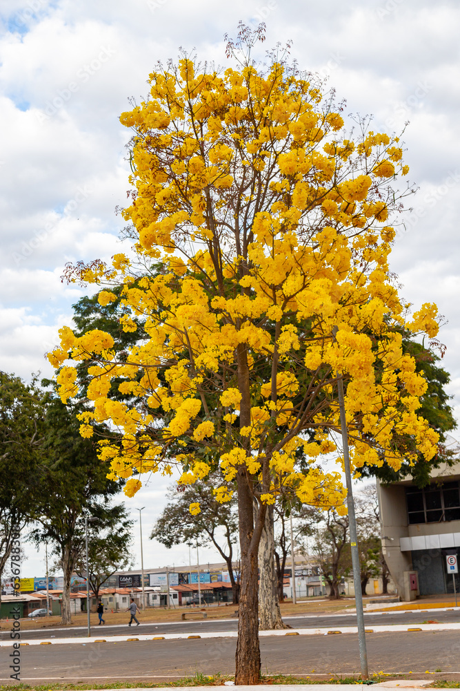 Golden trumpet tree, aka Yellow Ipe. Tabebuia Alba tree, Handroanthus ...