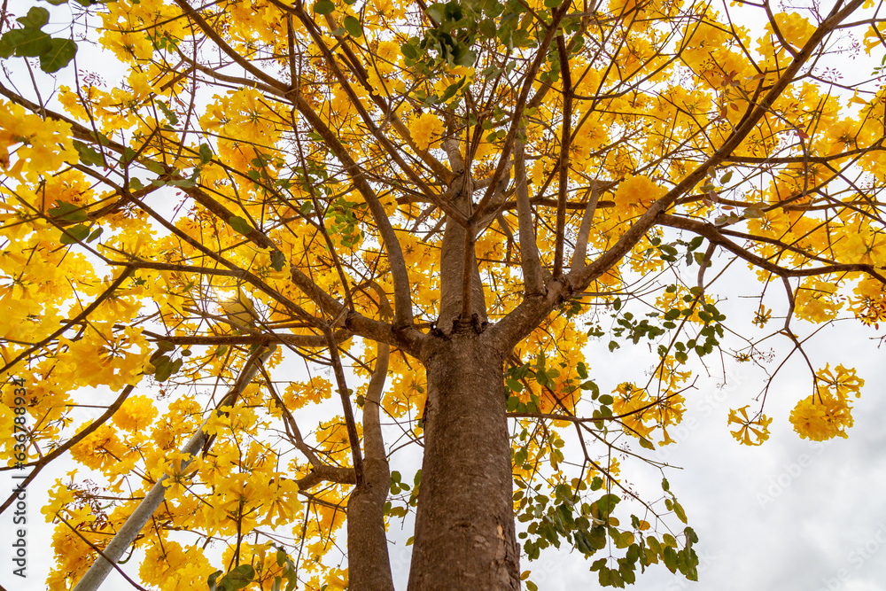 Golden trumpet tree, aka Yellow Ipe. Tabebuia Alba tree, Handroanthus ...