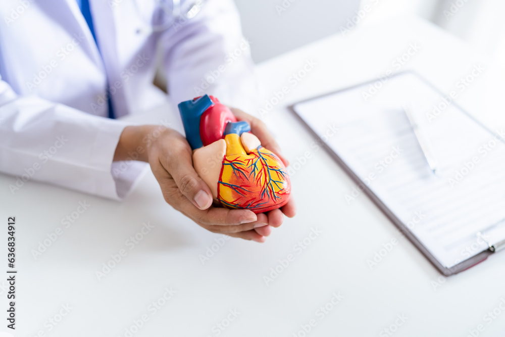 Doctor with anatomical model of human heart Cardiologist supports the ...