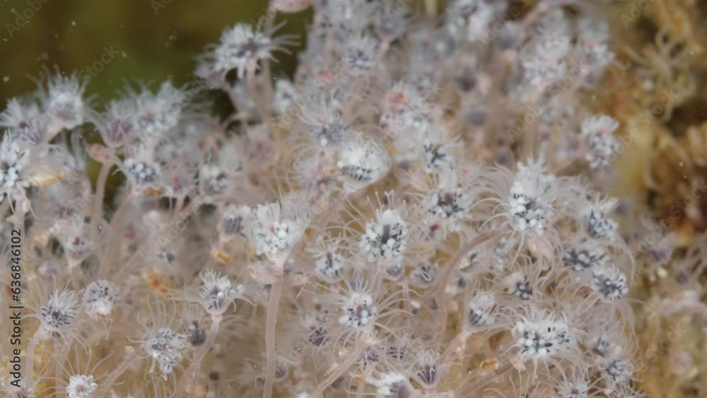 Colony hydrozoa Ectopleura larynx or Tubularia larynx, family ...