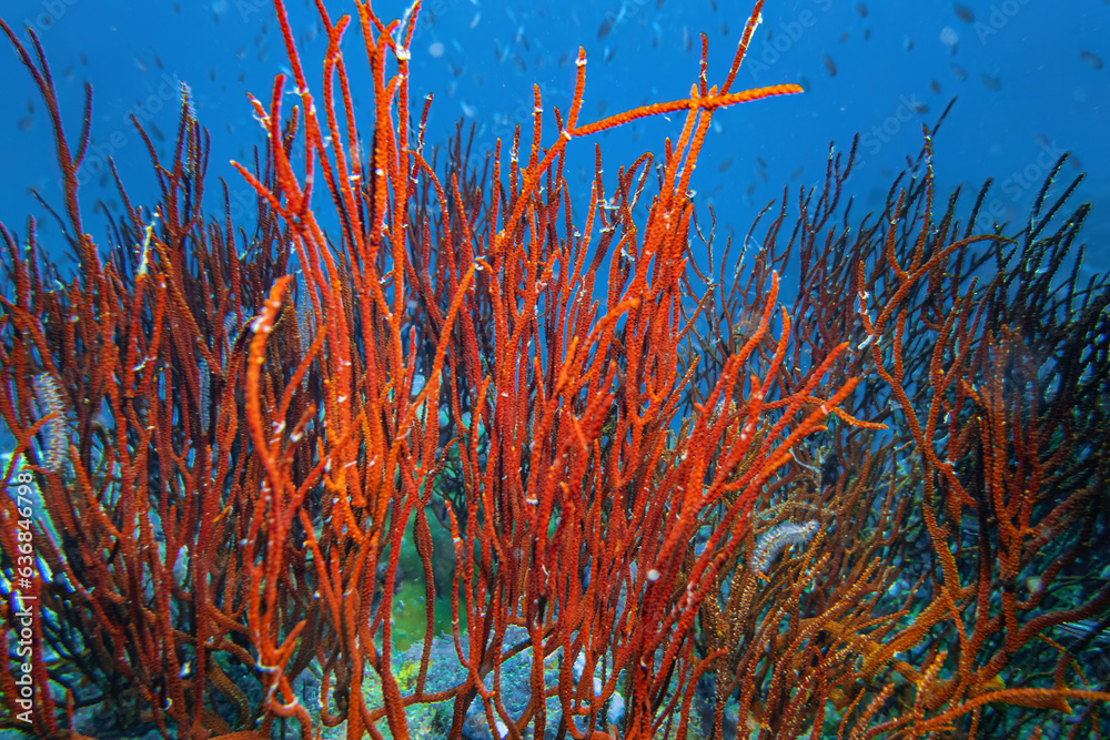 Red whip coral reef, group of marine biology ecosytem with colorful sea ...
