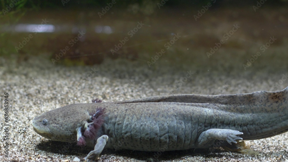 Axolotl Mexican Walking Fish Ambystoma Mexicanum on Sandy Bottom of ...