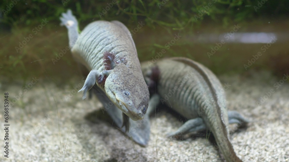 Axolotl Mexican Walking Fish Ambystoma Mexicanum on Sandy Bottom of ...