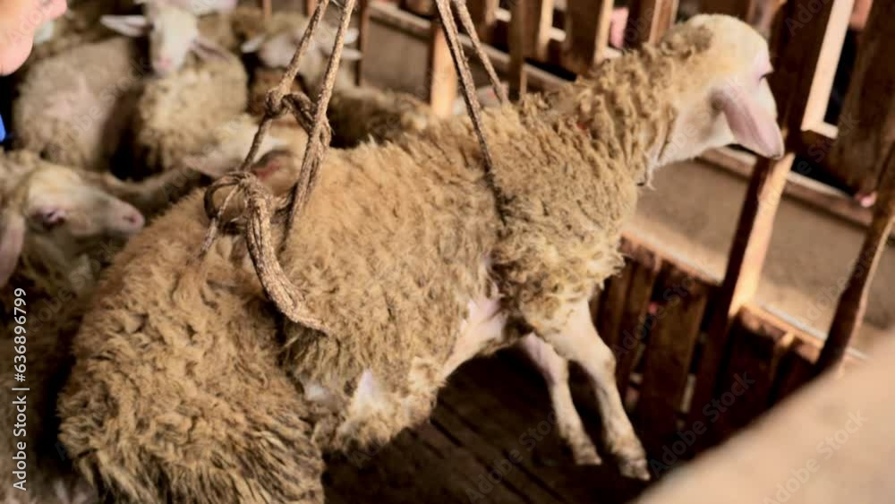 Sheep are hung and weighed with hanging scales in traditional wooden ...