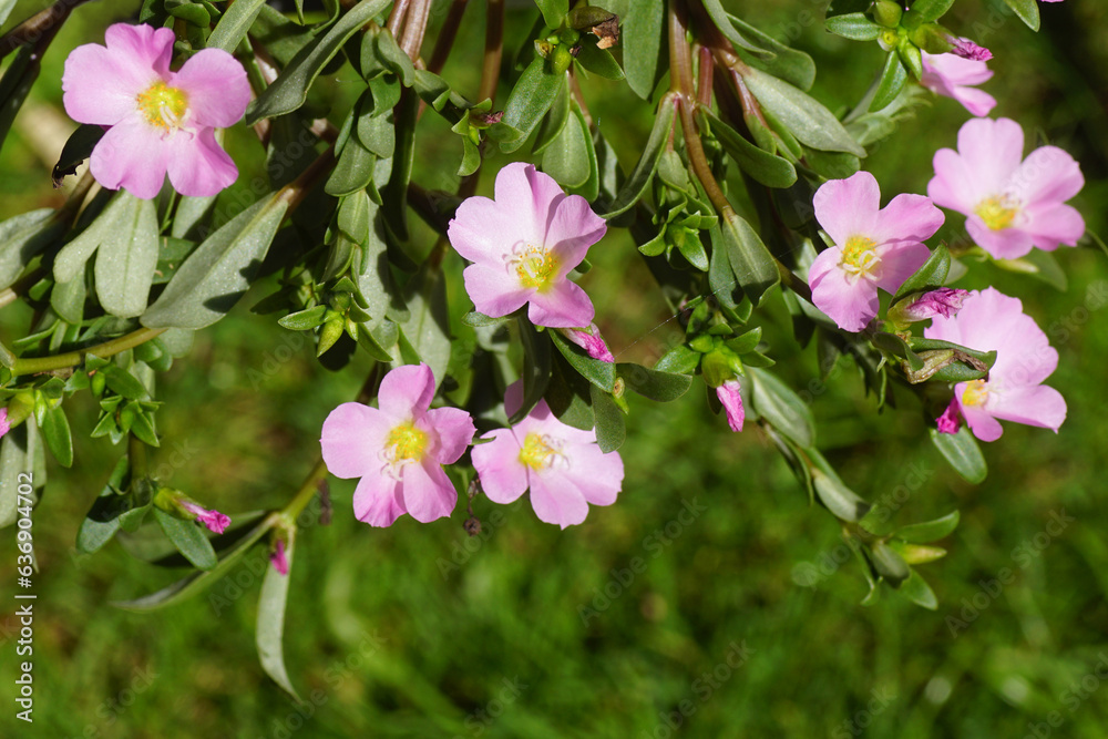 Closeup pink Little hogweed flowers, pursley, common purslane ...