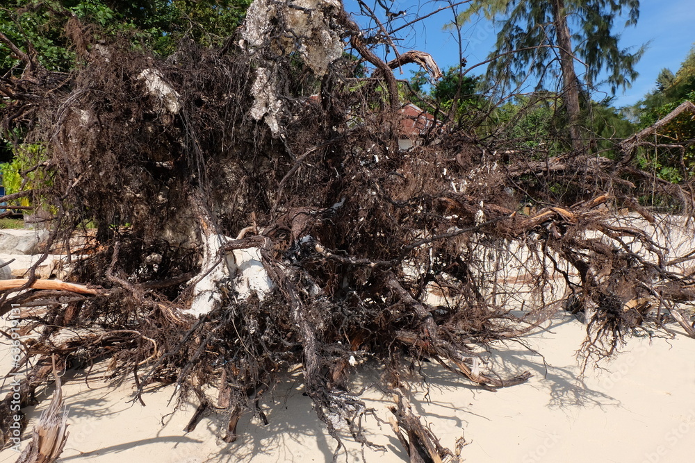Dead and dry tree roots on the beach look like sculptures of art. Stock ...