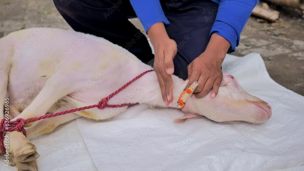 The farmer demonstrates how to slaughter an Islamic sheep with his ...