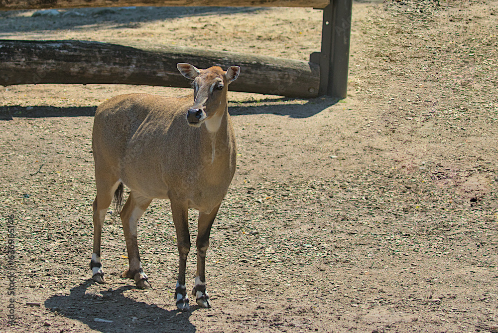 Nilgai is the largest Asian antelope and is also called the bluebuck ...