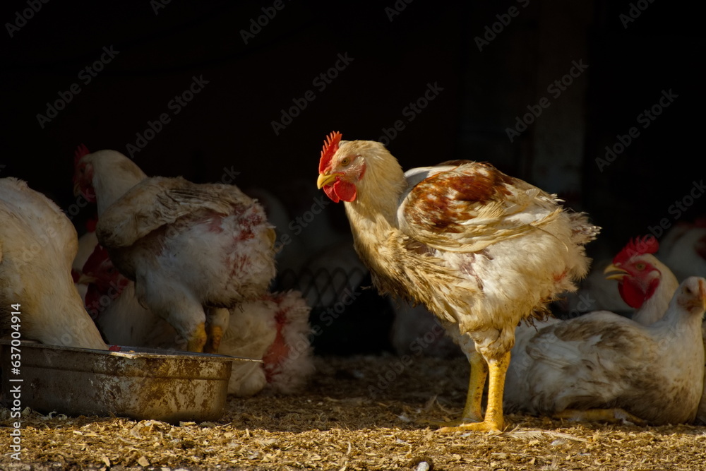 bird, henne, bauernhof, tier, geflügel, hahn, weiß, ackerbau, isoliert ...