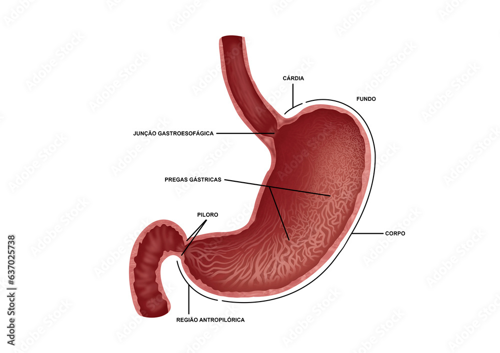 Anatomical Exploration: Identifying Key Regions of the Human Stomach ...