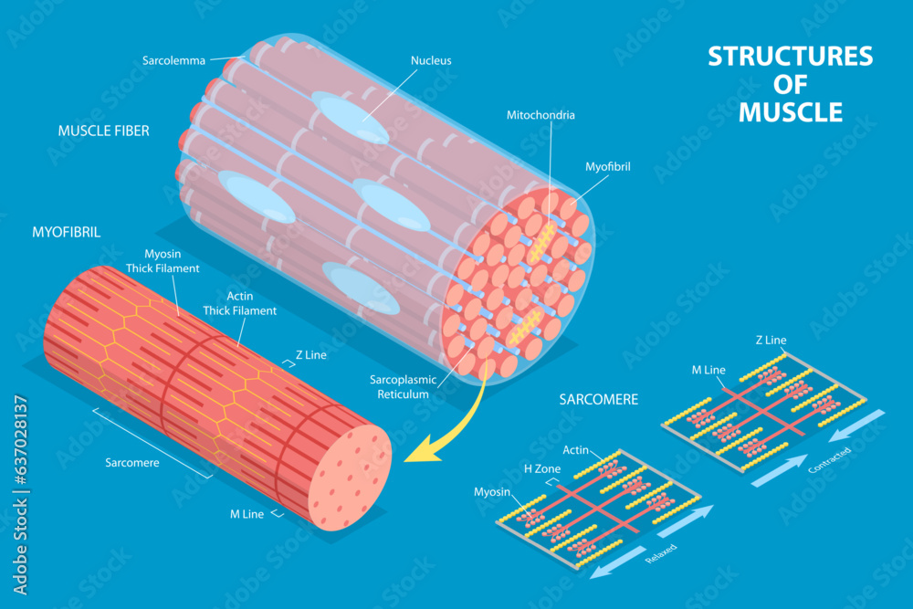 3D Isometric Flat Vector Conceptual Illustration of Structures Of ...
