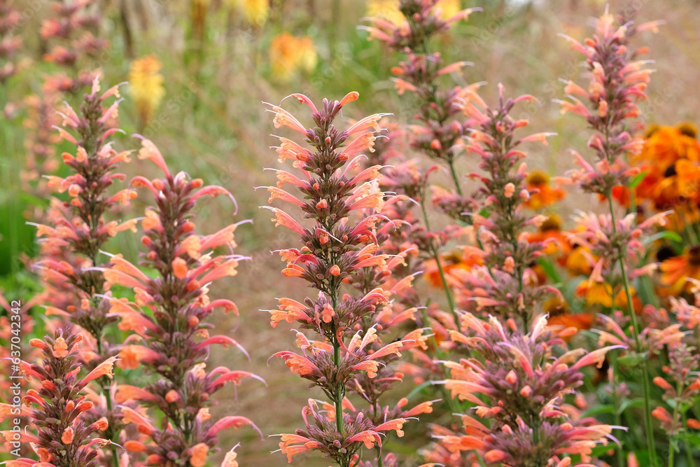 Peach coloured Agastache 'Summer Sunset' also known as Giant Hyssop or ...