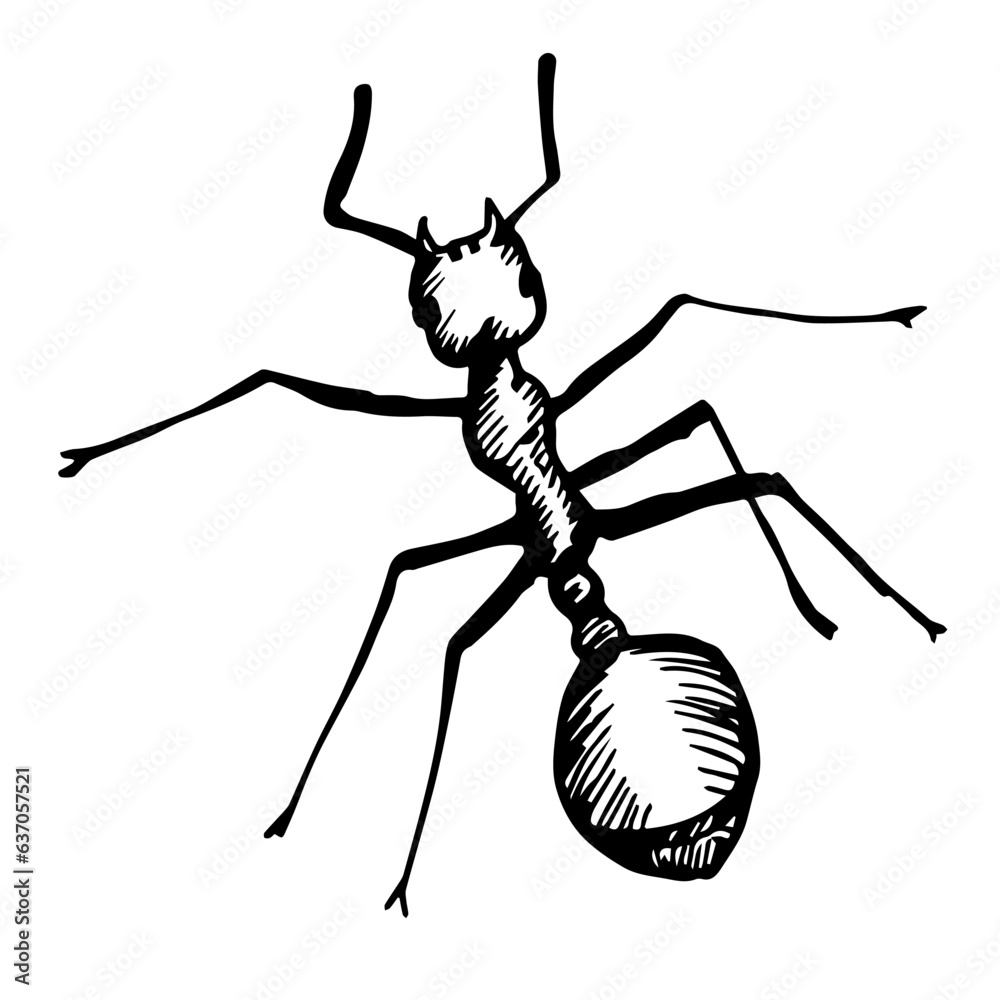 Ant hand drawing vector illustration, vintage engraved style, doodle ...