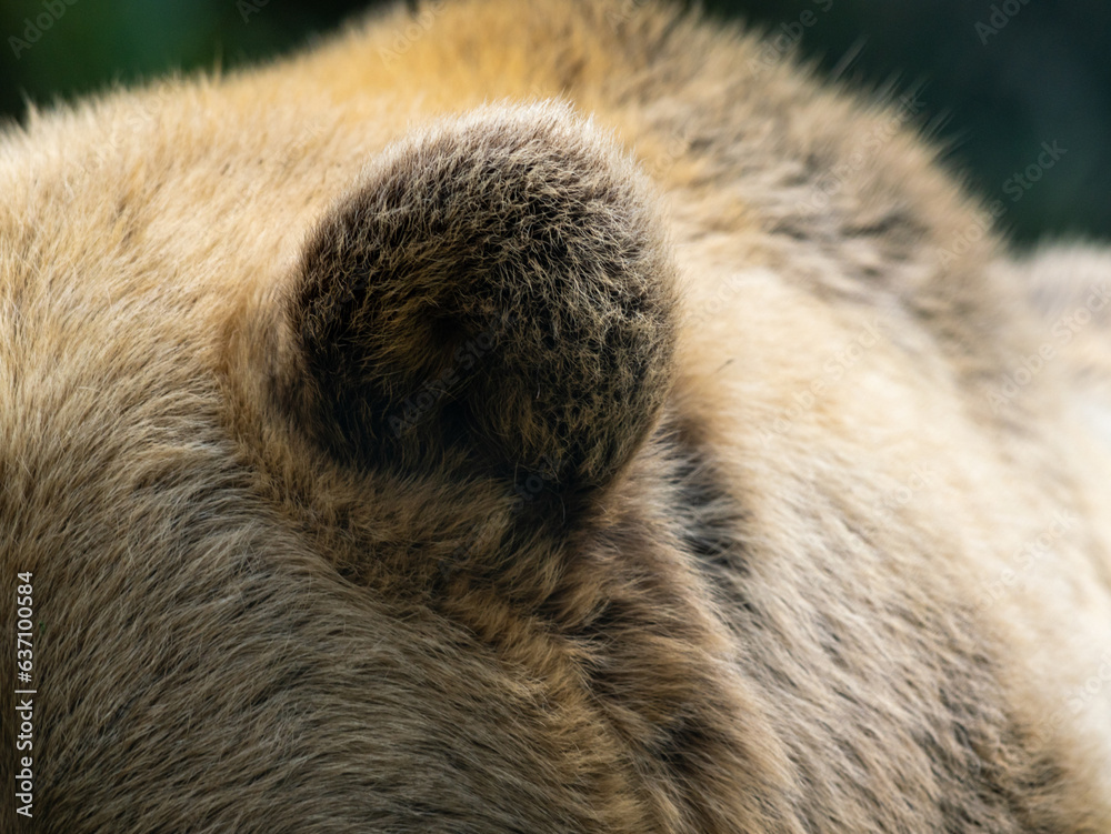 Ear of an brown bear (Ursus arctos) with light brown fur. Close up of ...