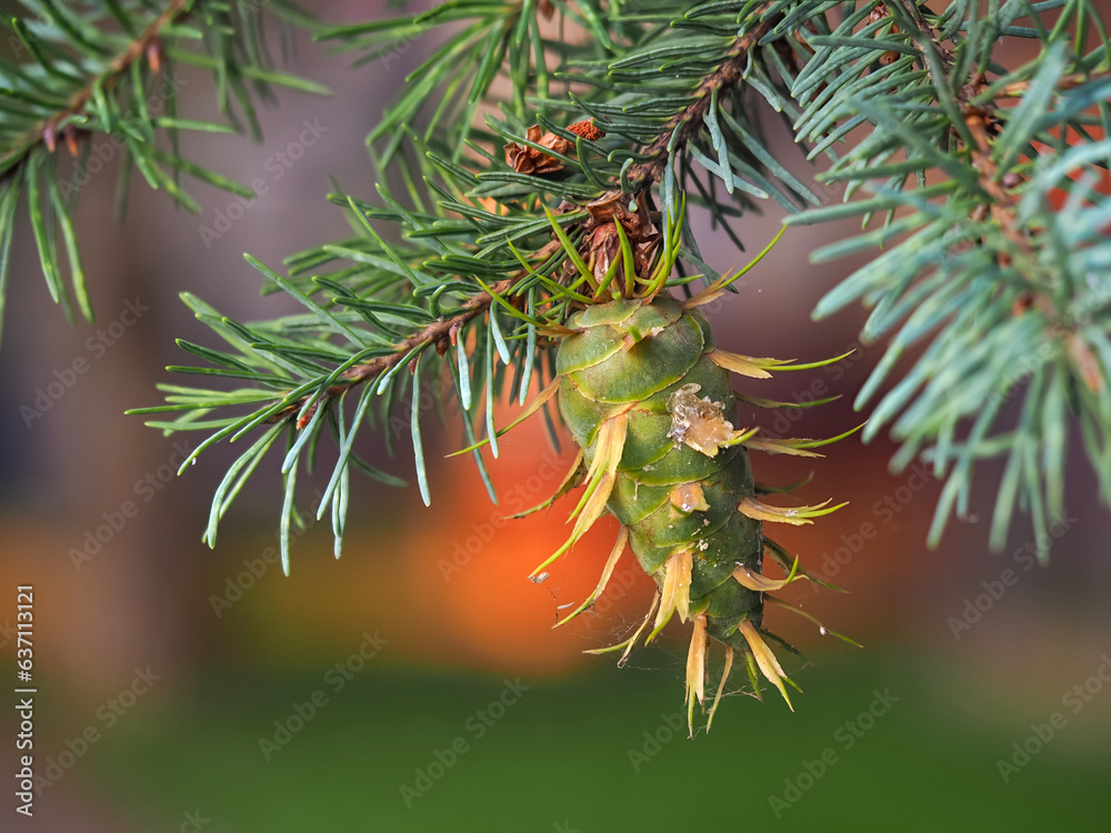 Douglas fir, green decorative young cones with characteristic tongues ...