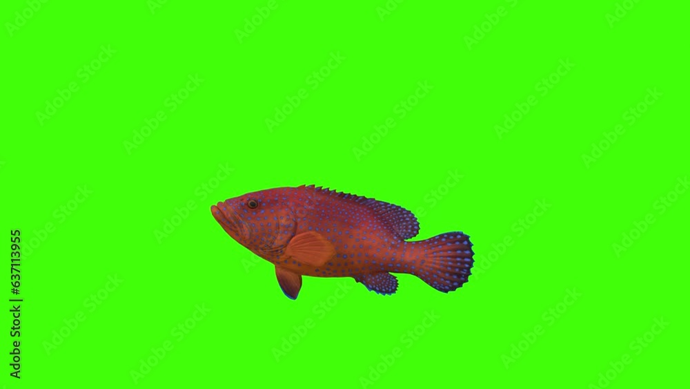 3D Coral grouper, hind, rock cod, cod, trout, round-tailed Fish swim ...