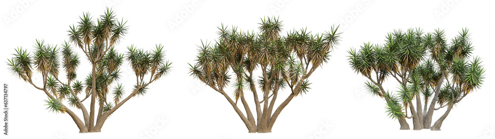 3d evergreen Tree of Yucca Gigantea on transparent background, png ...