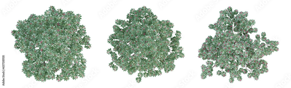 Evergreen tree on top view isolated on transparent background, 3d ...