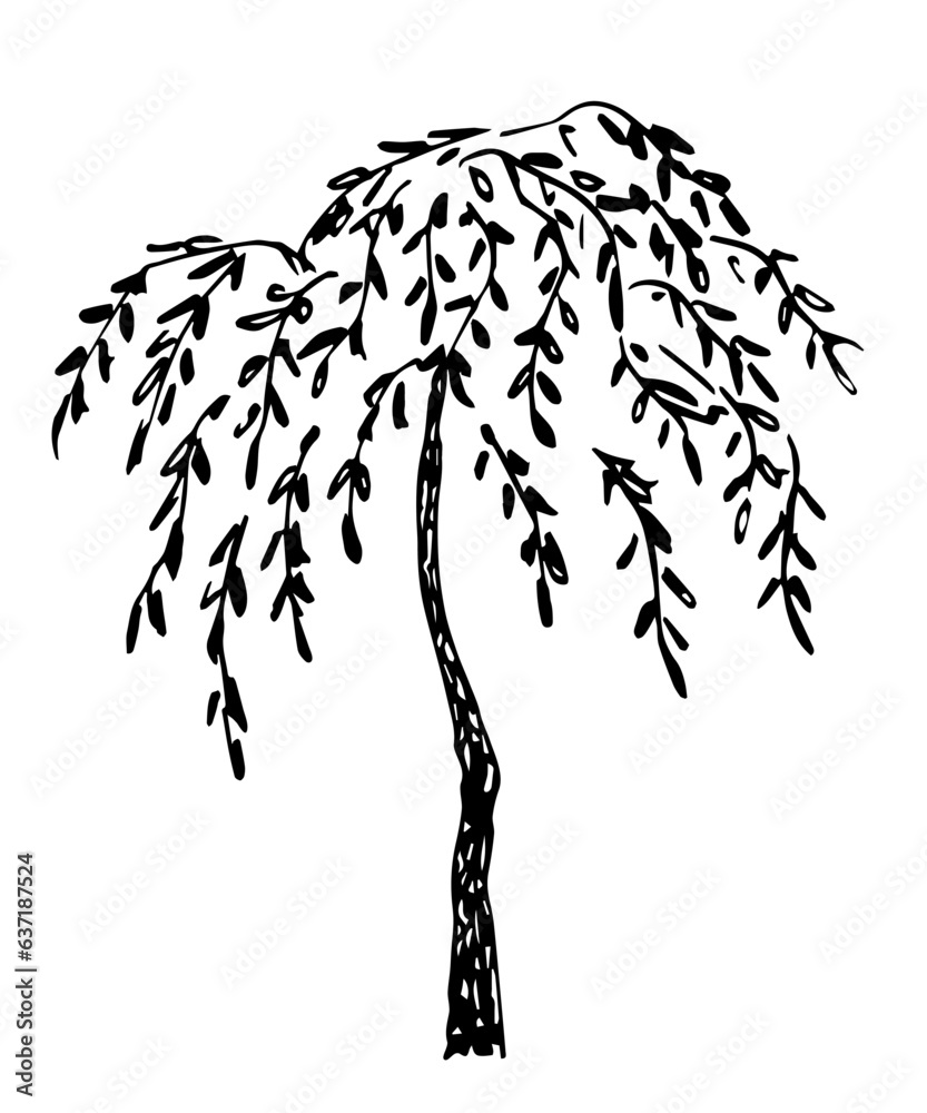 Deciduous tree weeping willow. Bent branches in the wind. Simple black ...