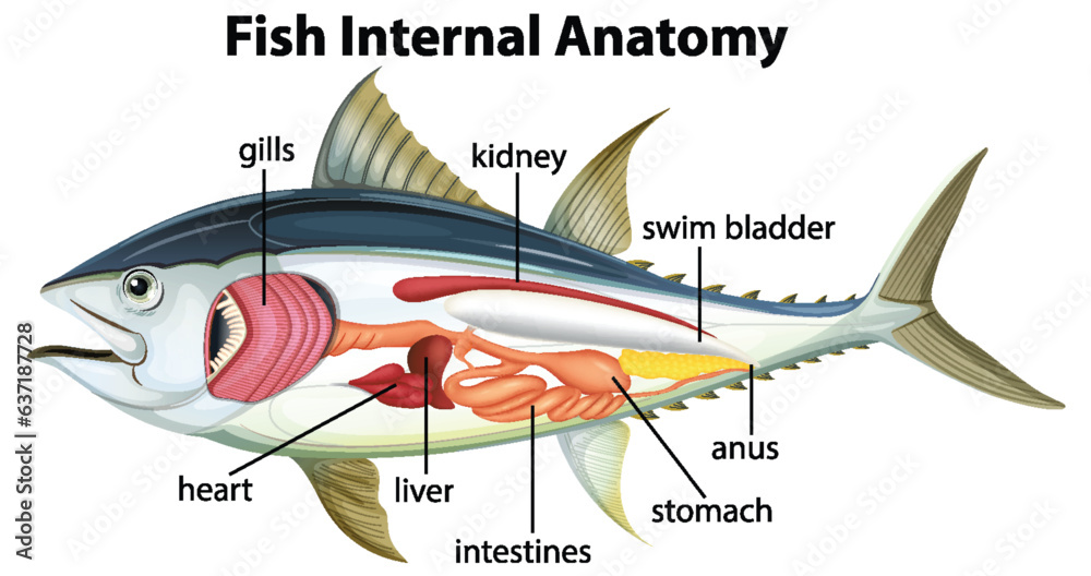 Illustrated Study of Fish Internal Anatomy Stock Vector | Adobe Stock Illustrated Study of Fish Internal Anatomy Stock Vector | Adobe Stock