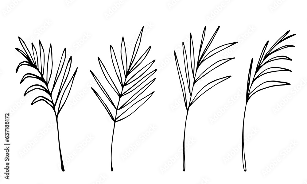 Palm branches, long stem, tropical plants, leaves. Nature and ...
