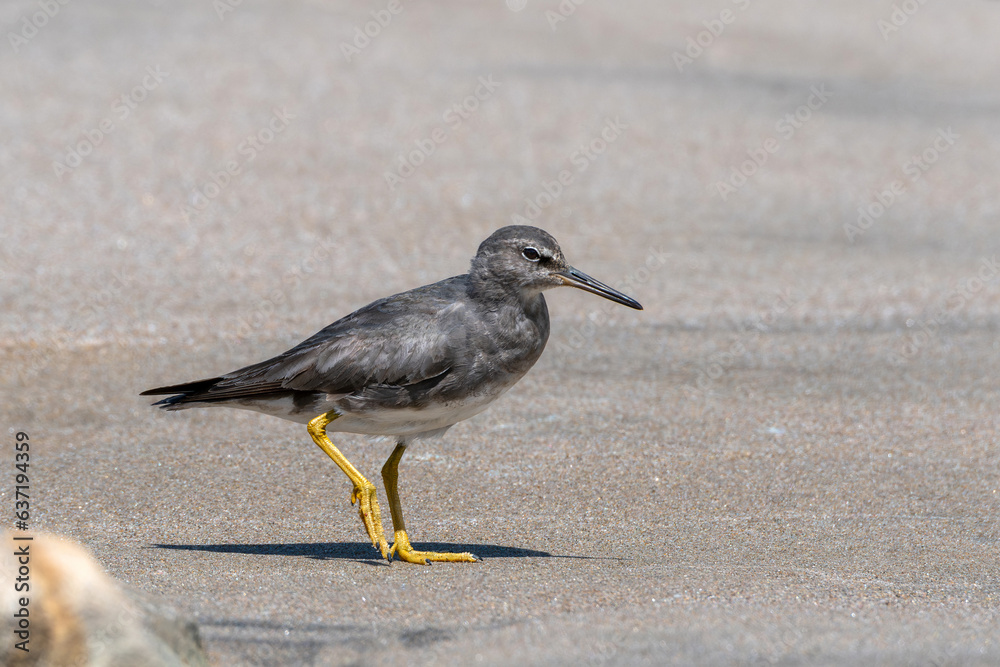Wandering Tattler (Tringa incana) wader shorebird with yellow legs on ...