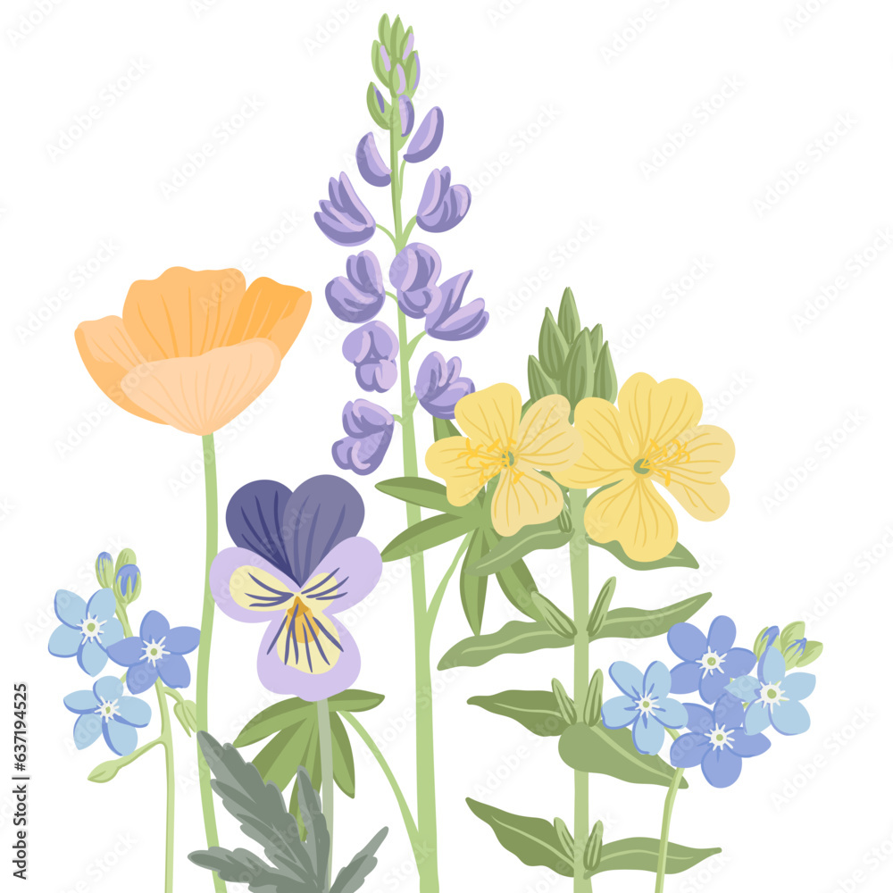 field flowers, vector drawing wild flowering plants at white background ...