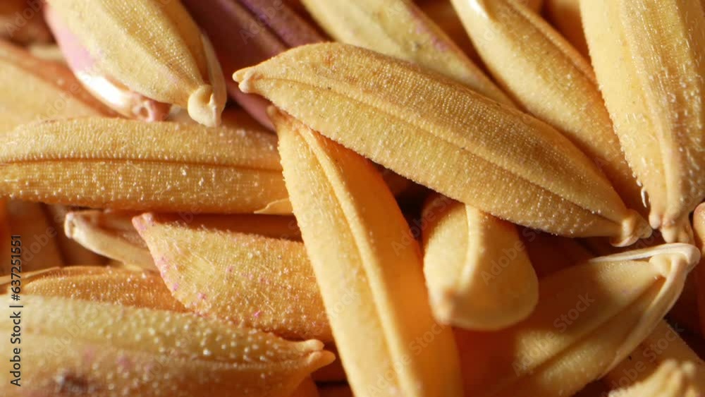 Thai jasmine rice paddy seeds: Fragrant and slender, these premium rice ...