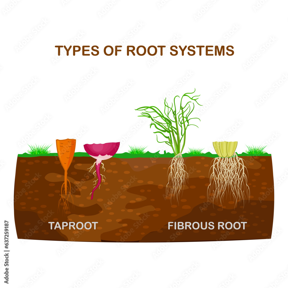 Types of root systems of plants,monocots and dicots in soil in cut ...