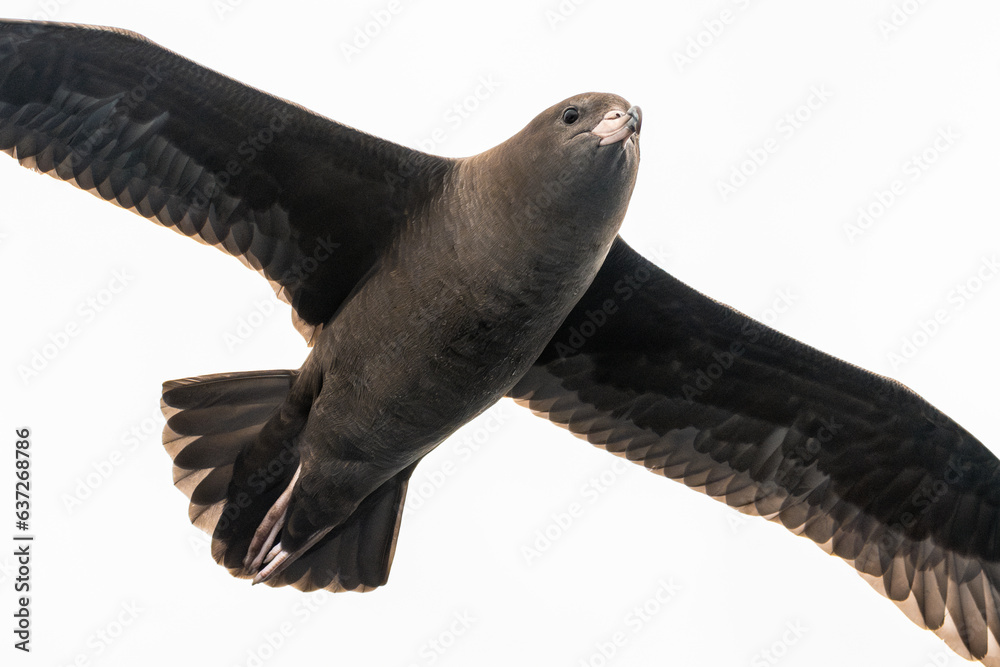 Flesh-footed Shearwater (Puffinus carneipes) seabird in flight gliding ...