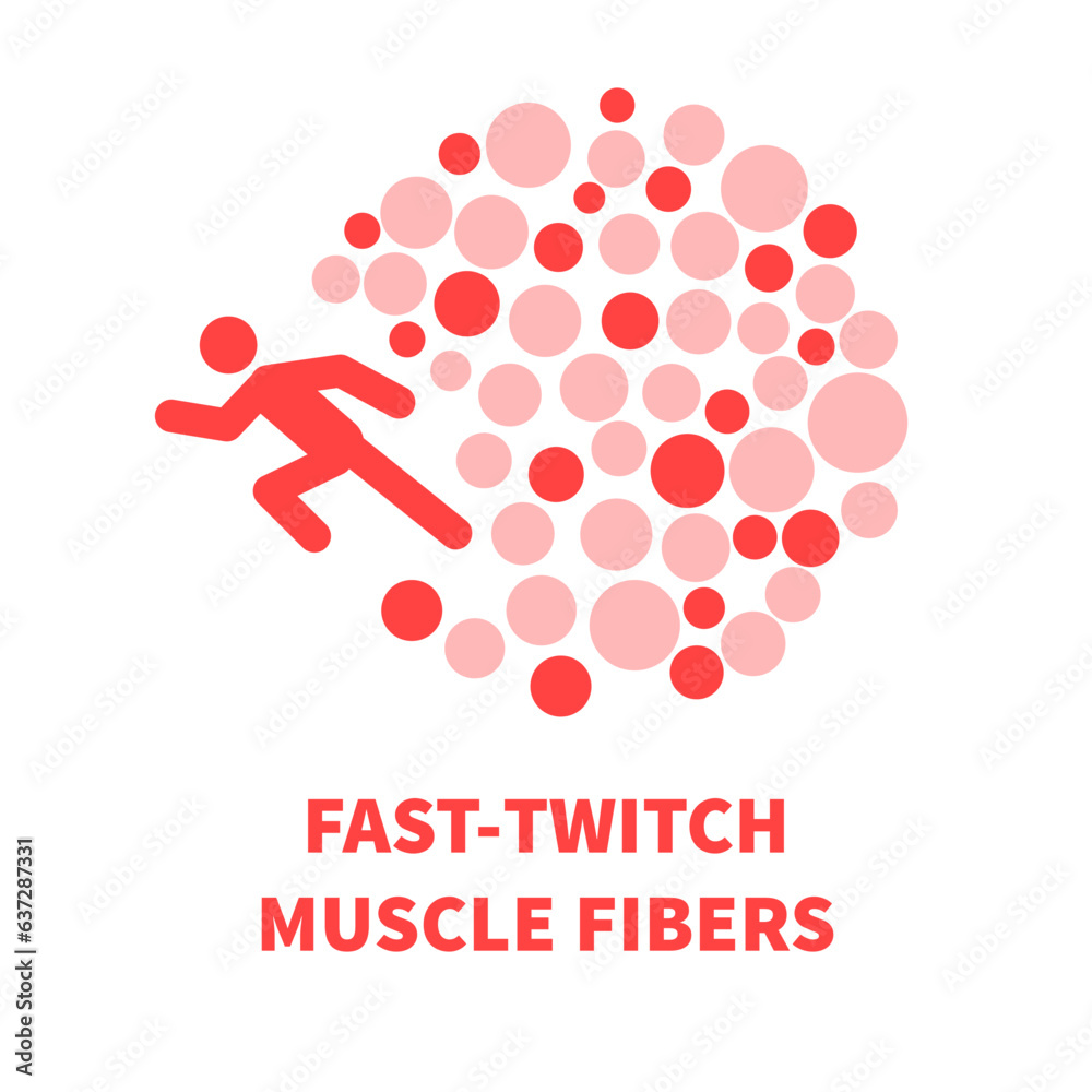 Human skeletal muscle fiber types. Fast twitch white muscular tissue ...