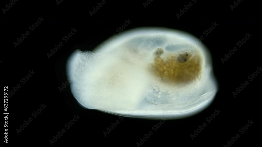 Mollusca order Cephalaspidea under a microscope, family Haminoeidae ...