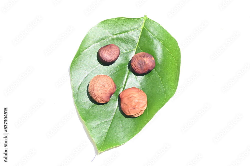 Millettia pinnata seed. It is a species of tree in the pea family ...