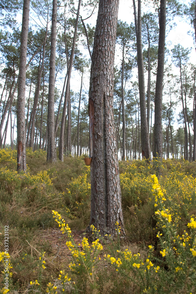 Pinus maritima, gemmage, récolte de la résine, Pin maritime, Foret ...