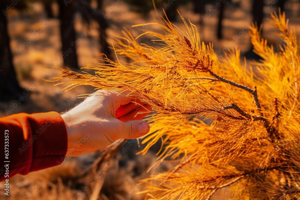 hand touching dried branch pine tree in yellow orange needles crown ...