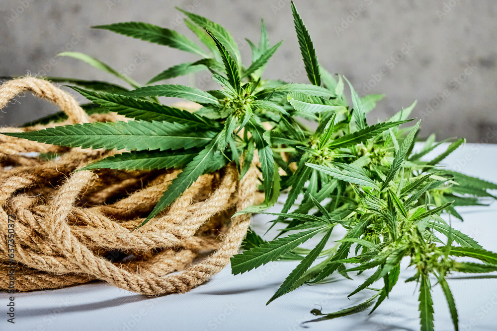 large green hemp inflorescences on twisted hemp ropes natural textile ...