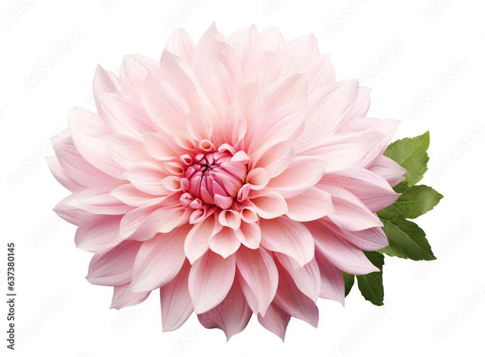 Beautiful and photorealistic, pink flower blossom on transparent ...