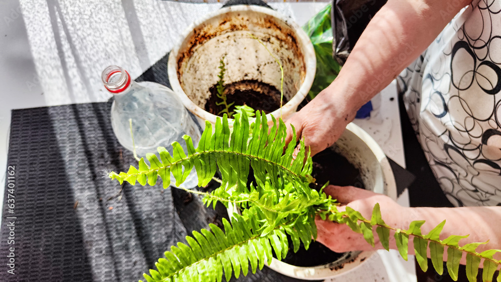 Transplanting a houseplant fern and female hands. A housewife gardener ...
